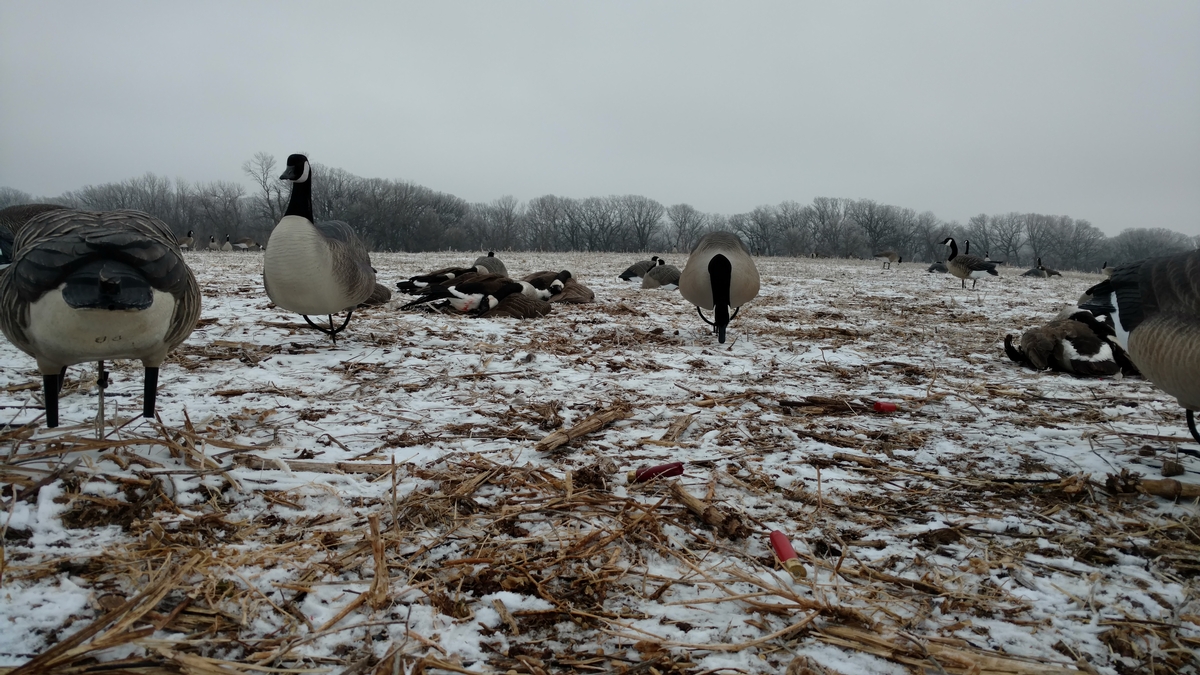 Banded Gandr Outfitters Minnesota Waterfowl Hunts Photo Gallery