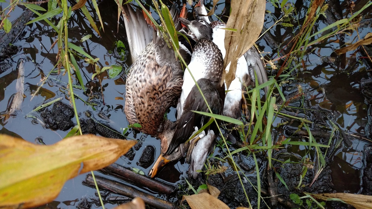 Banded Gandr Outfitters - Minnesota Waterfowl Hunts Photo 100