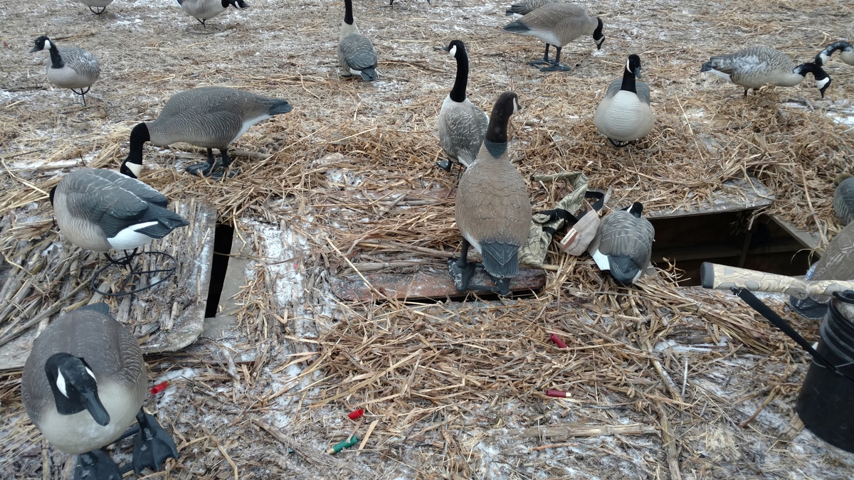 Banded Gandr Outfitters - Minnesota Waterfowl Hunts Photo 73