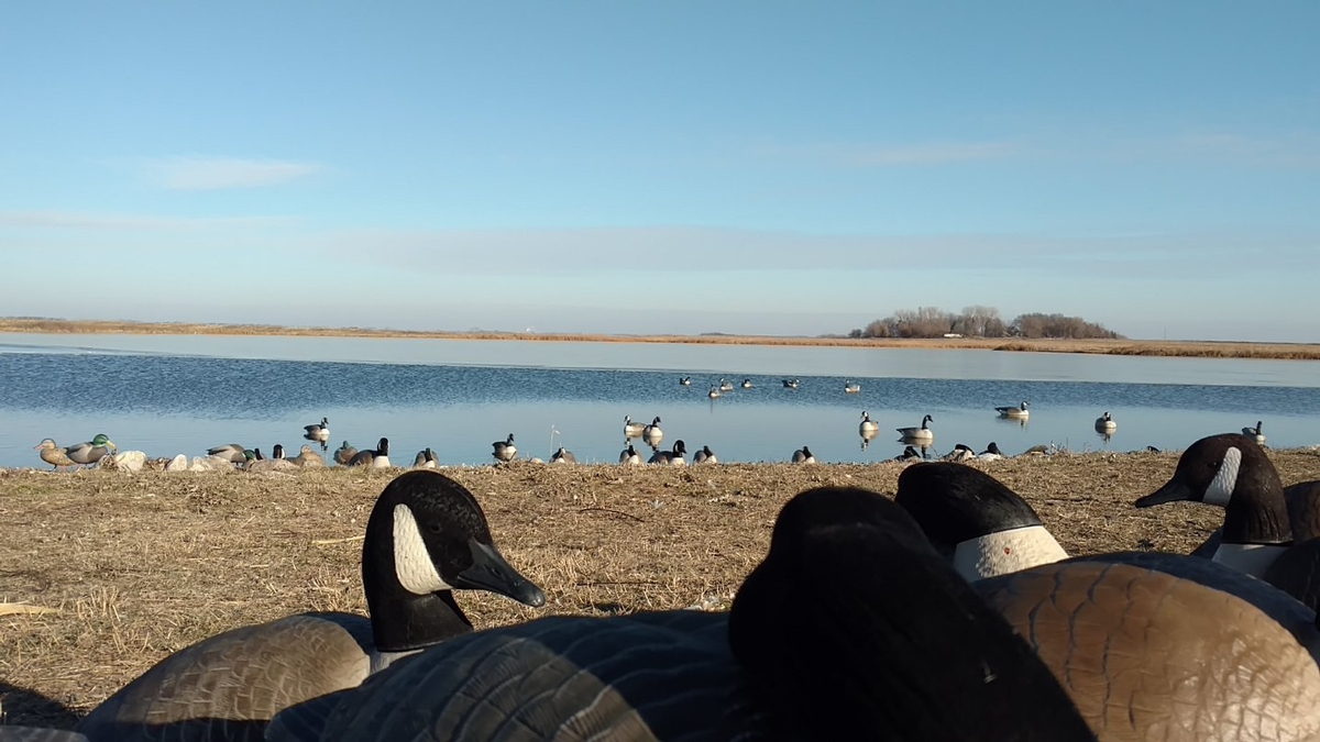 Banded Gandr Outfitters - Minnesota Waterfowl Hunts Photo 86