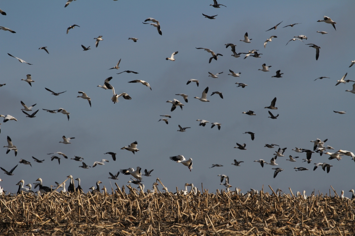 Banded Gandr Outfitters South Dakota Snow Goose Photo Gallery
