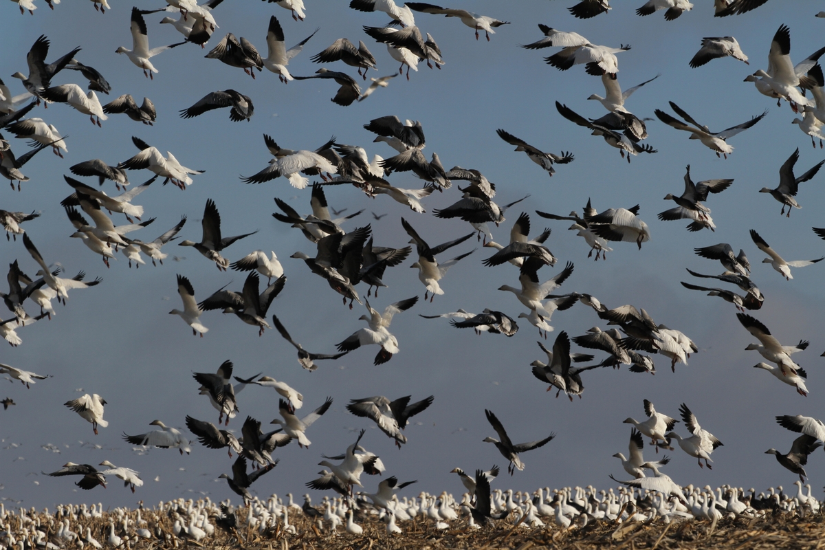 Banded Gandr Outfitters South Dakota Snow Goose Photo Gallery