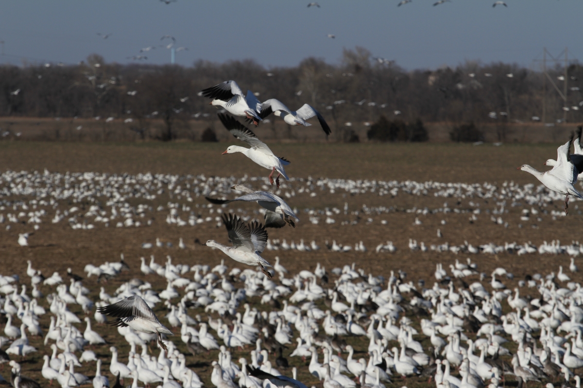 Banded Gandr Outfitters South Dakota Snow Goose Photo Gallery