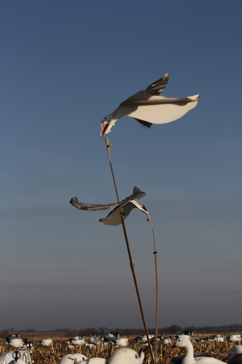 Banded Gandr Outfitters South Dakota Snow Goose Photo Gallery