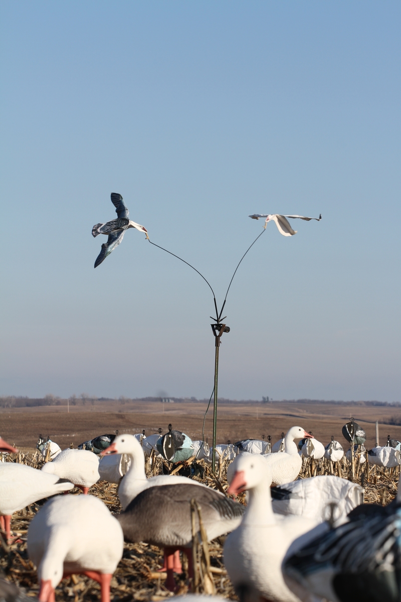 Page 2/2 - Banded Gandr Outfitters South Dakota Snow Goose Photo Gallery